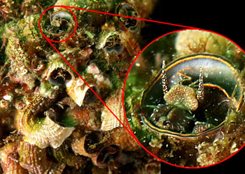 蟹守螺总科 Cerithiacea 蓝色动物学（中国动物学科普）